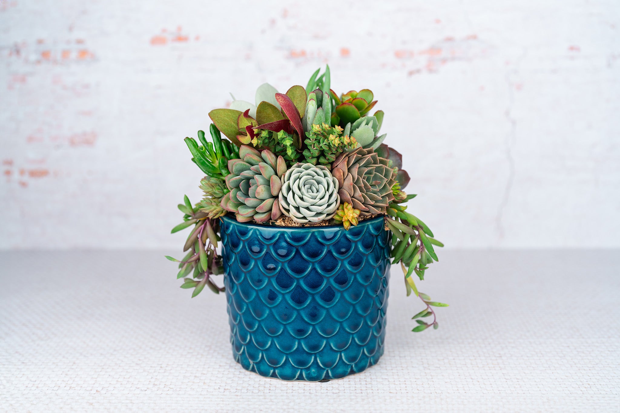 Blue Scale Succulent Arrangement Planter