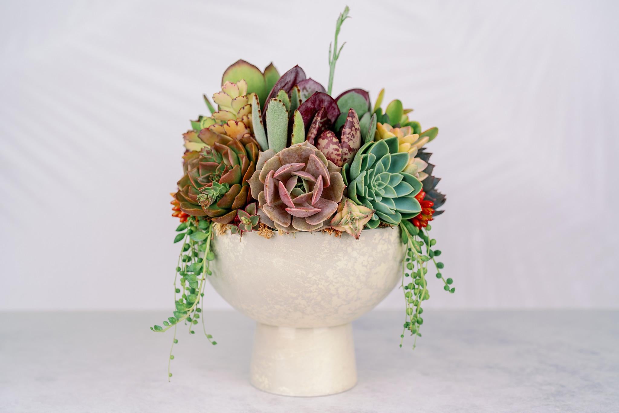 Marble Compote Succulent Arrangement Planter: Modern Living Succulent ...