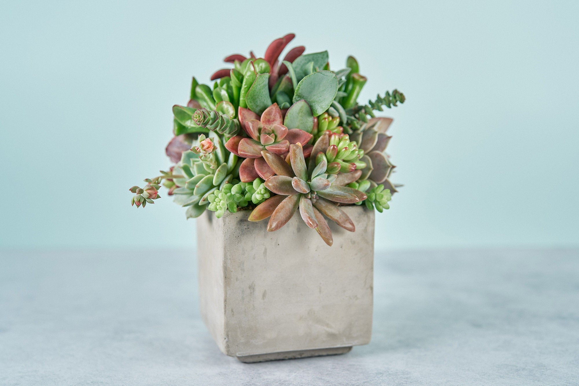 Cement Cube Succulent Arrangement Planter