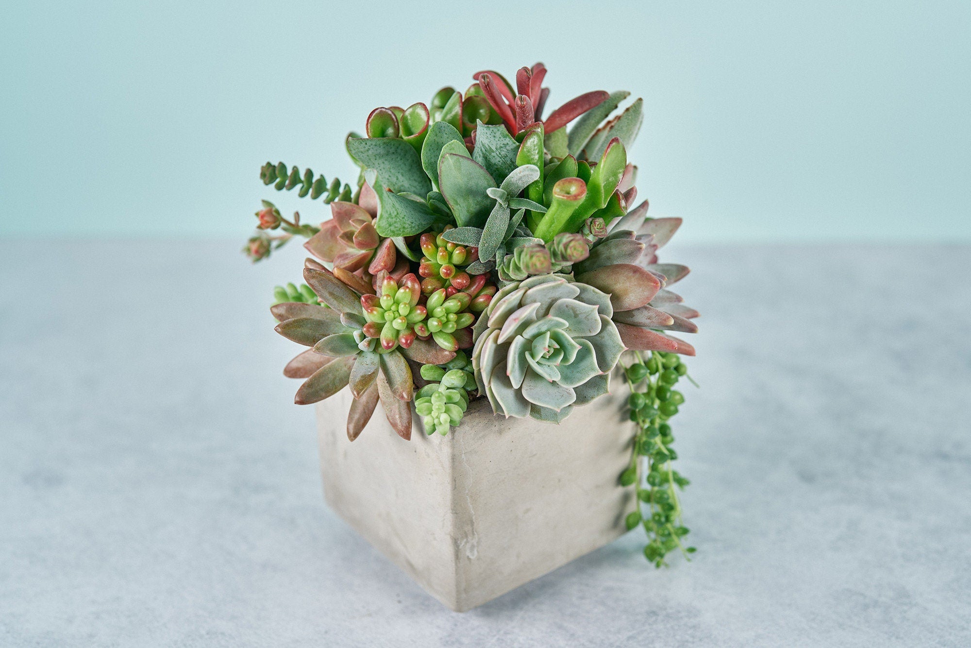 Cement Cube Succulent Arrangement Planter